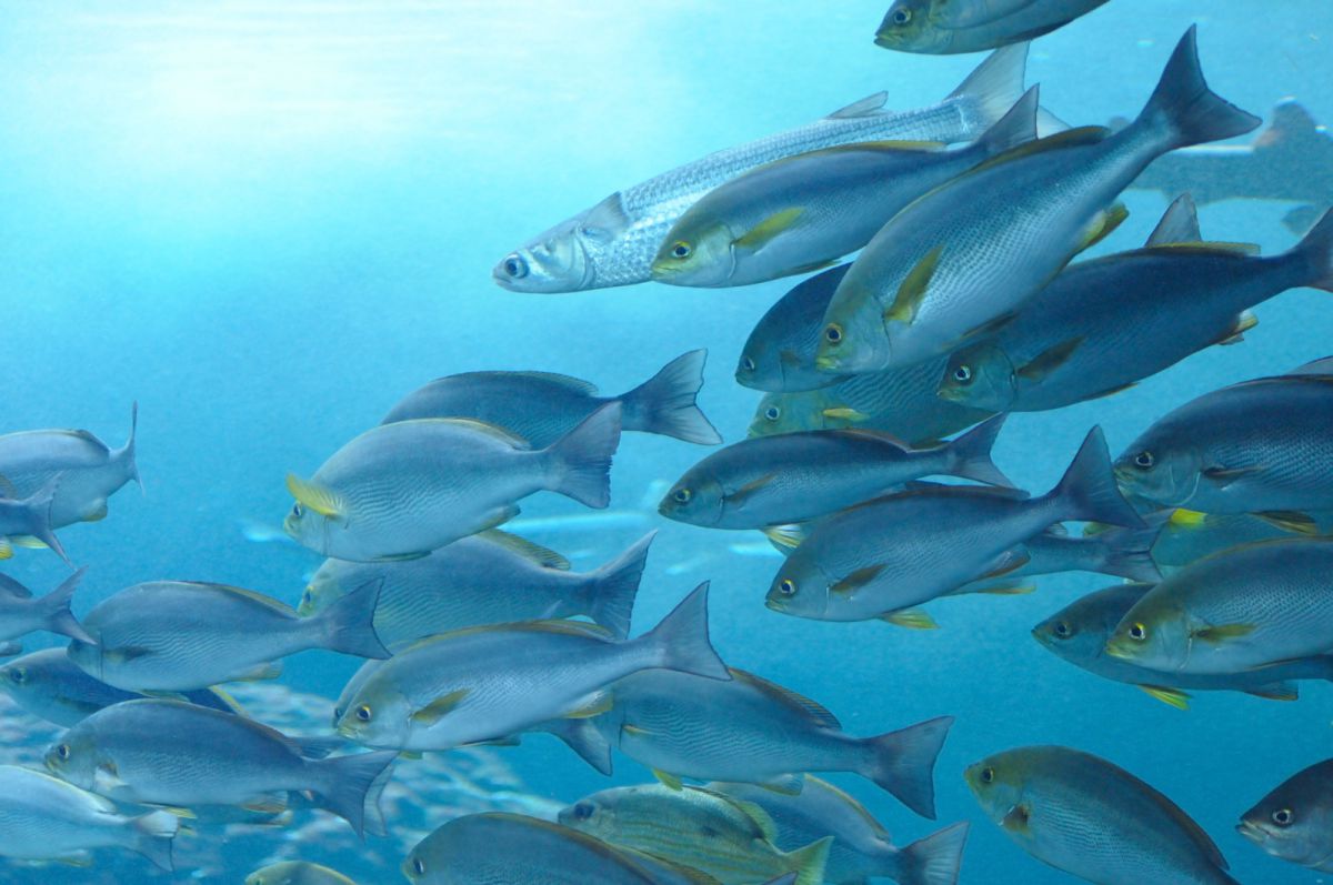 School of fish | GANREF