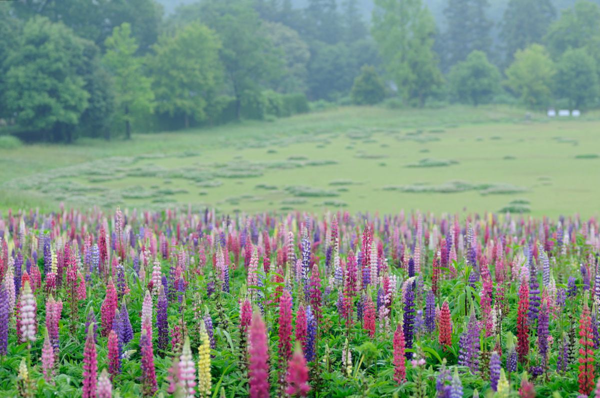 hill of lupine | GANREF