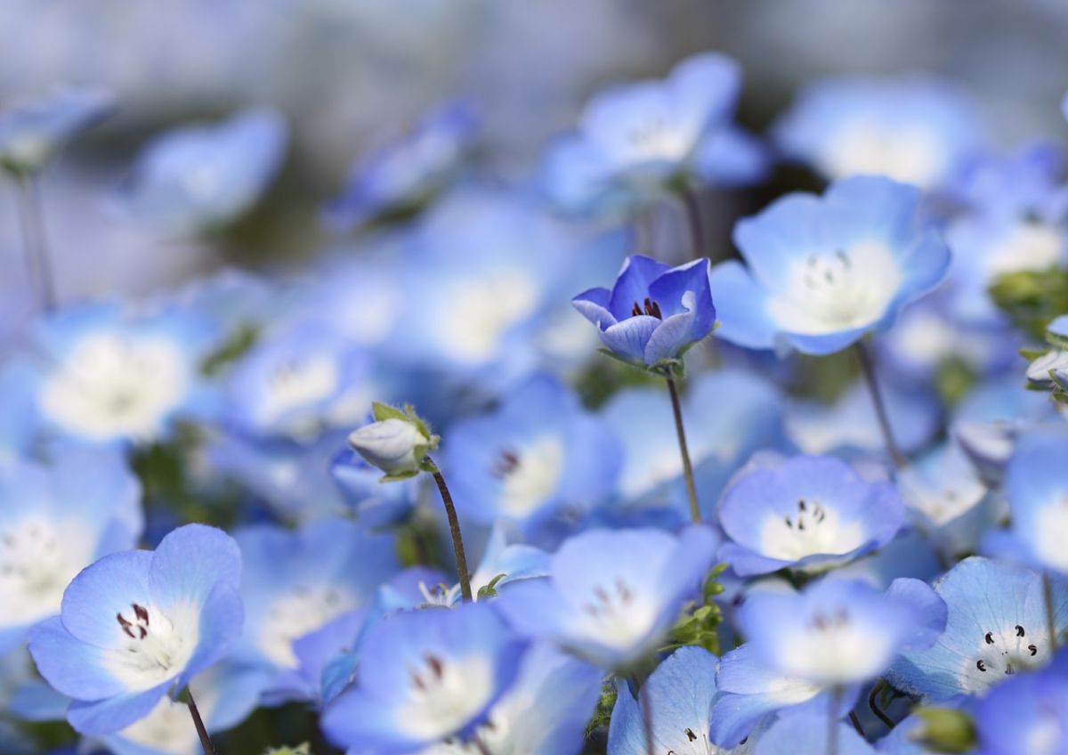 みんなに追いつけ | GANREF