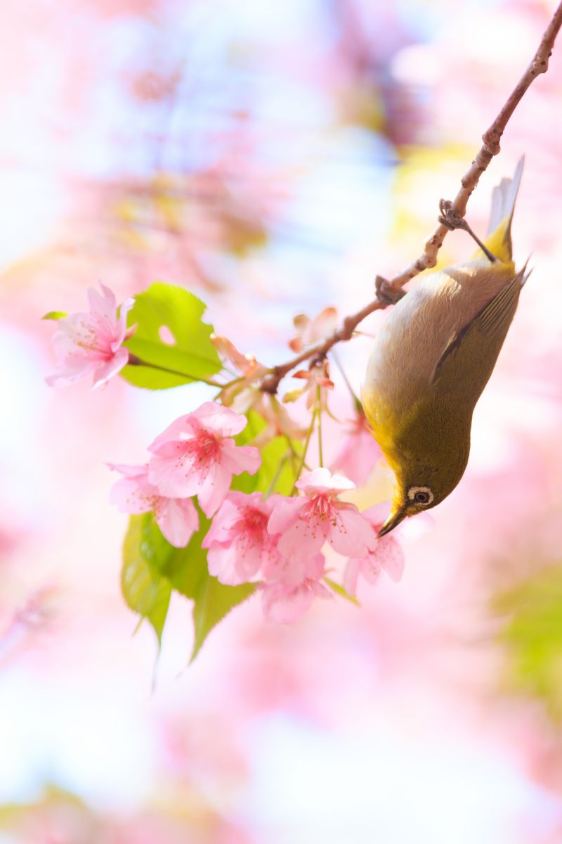 Spring Colors | GANREF