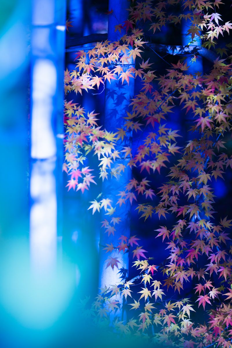 和の共演 | GANREF