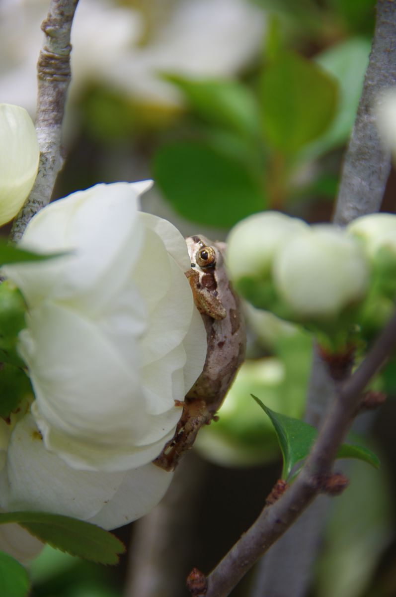 忍法花登の術 | GANREF