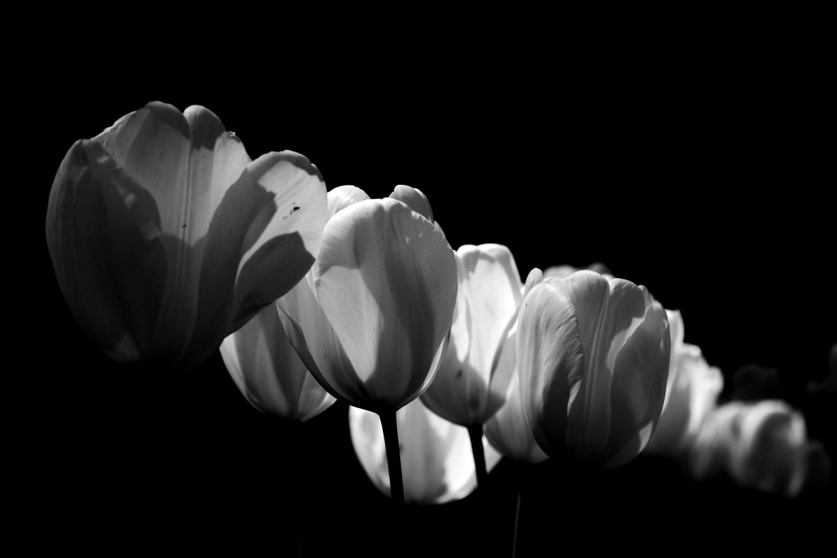 LIGHT & DARK | GANREF