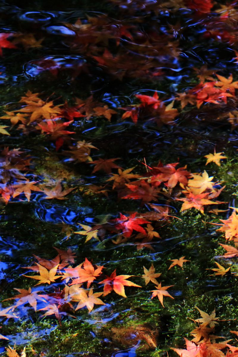 水面のアート | GANREF