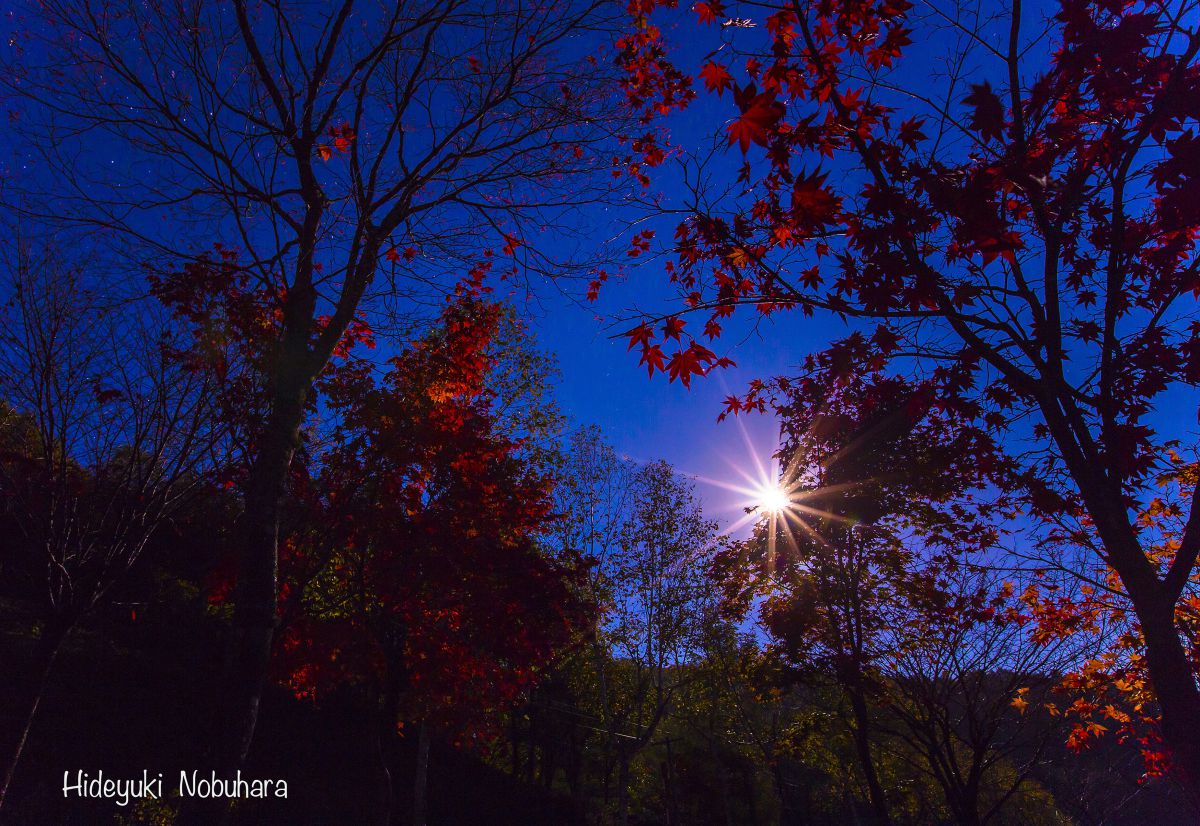月と紅葉 | GANREF