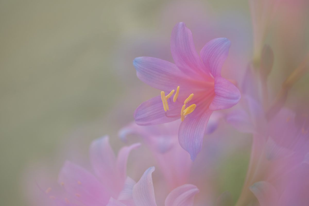 sweet pink 2 | GANREF