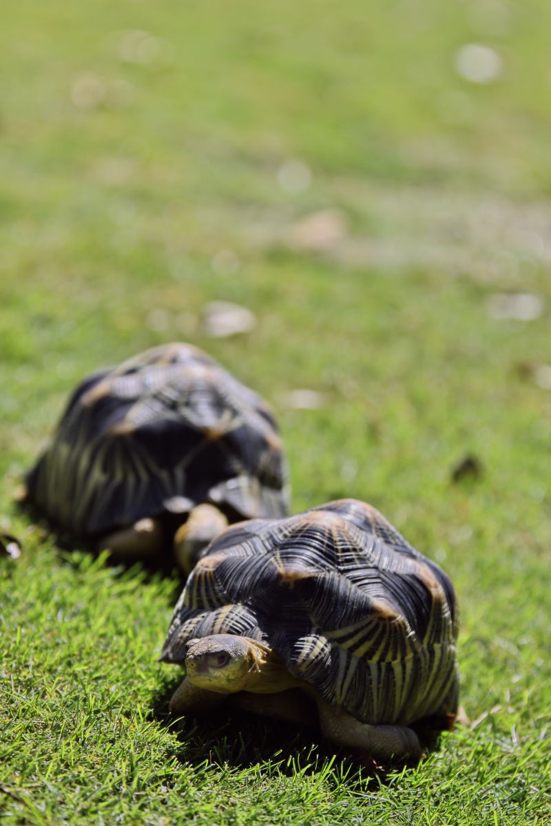 こう見えても、おベンツ1台X2♪ | GANREF