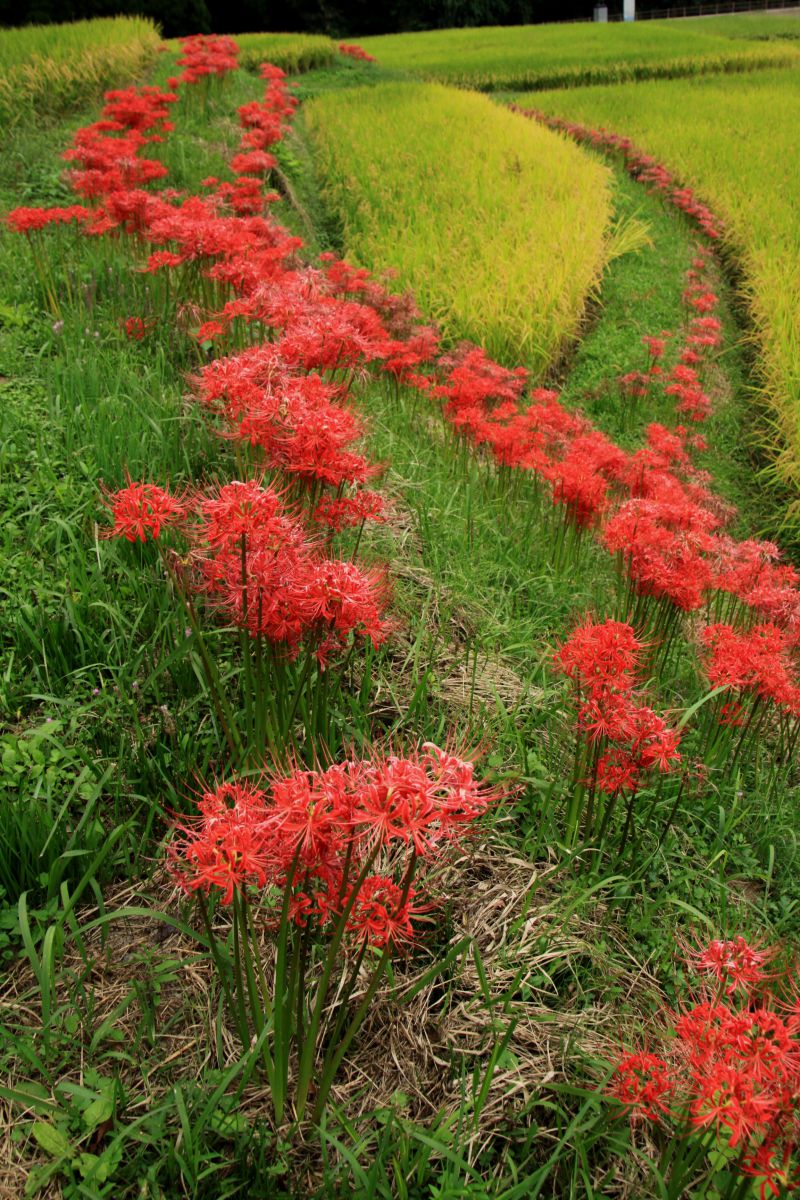 あやとり | GANREF