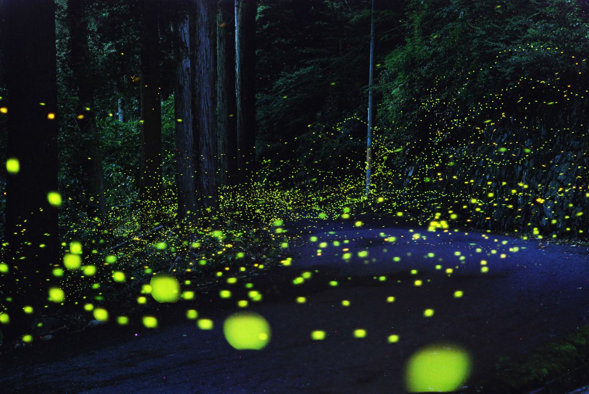 Firefly Road | GANREF