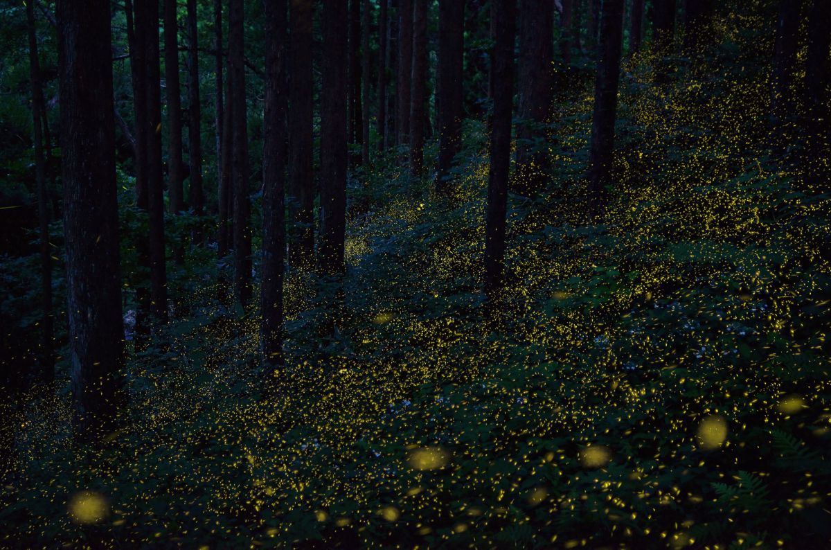 神秘の森 | GANREF