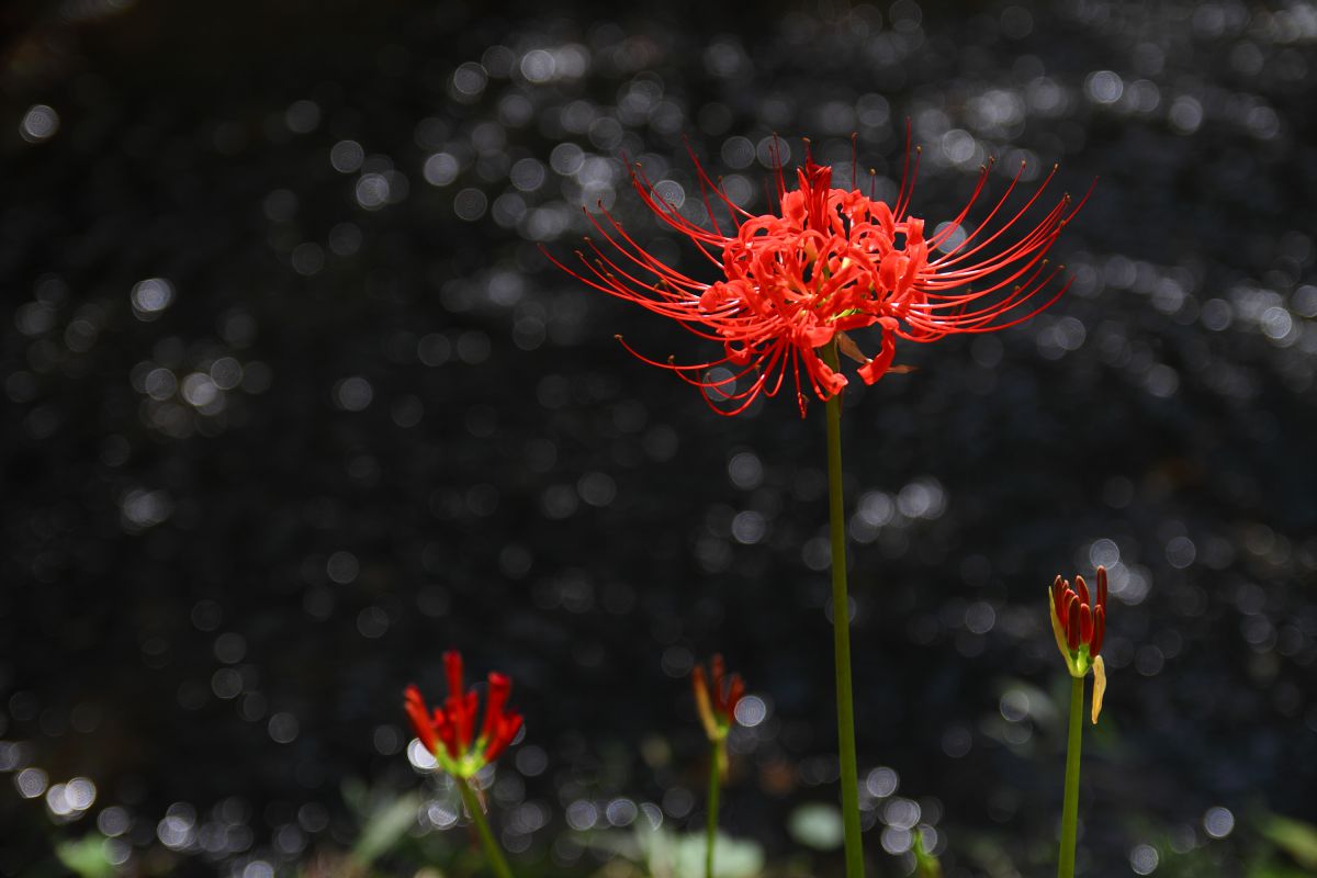 陽光を受けて | GANREF