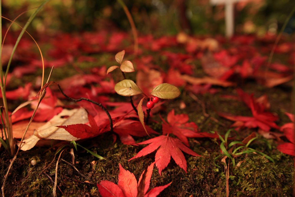 little crop | GANREF