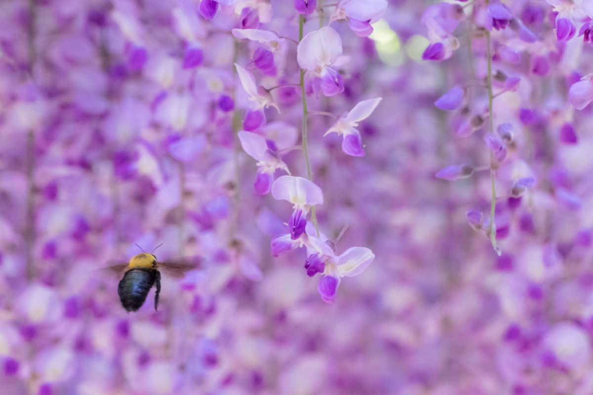 Honey Hunter | GANREF