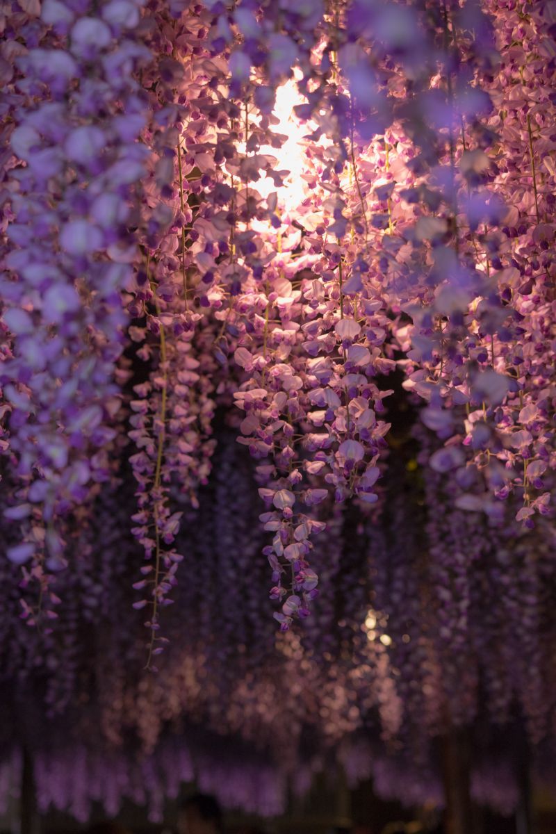 purple light | GANREF