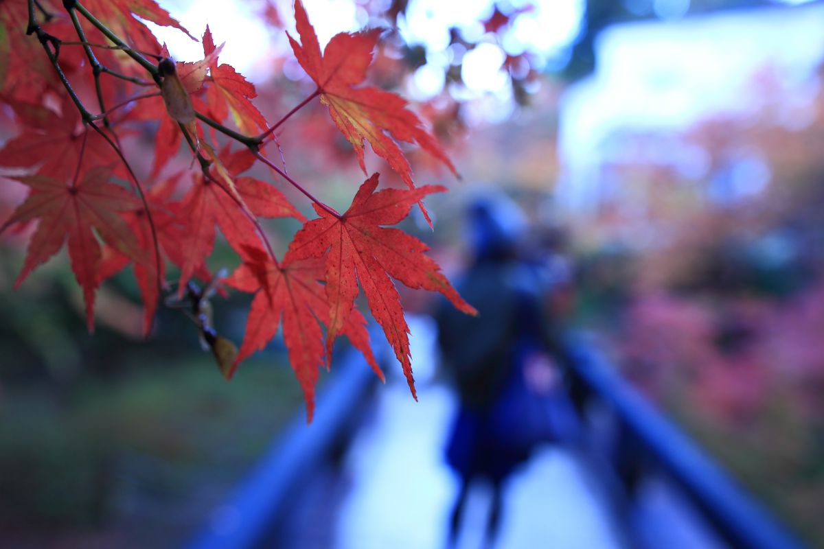 See you, autumn | GANREF