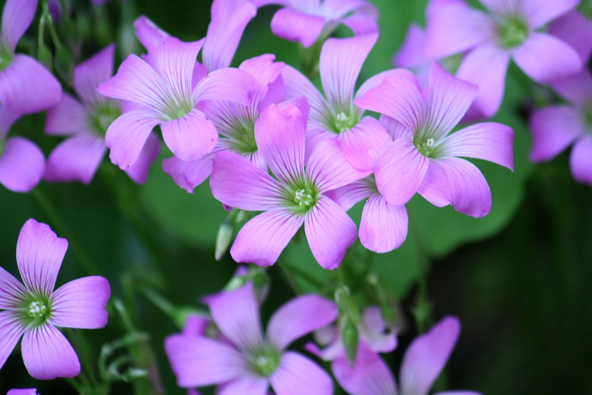 「Purple」 | GANREF