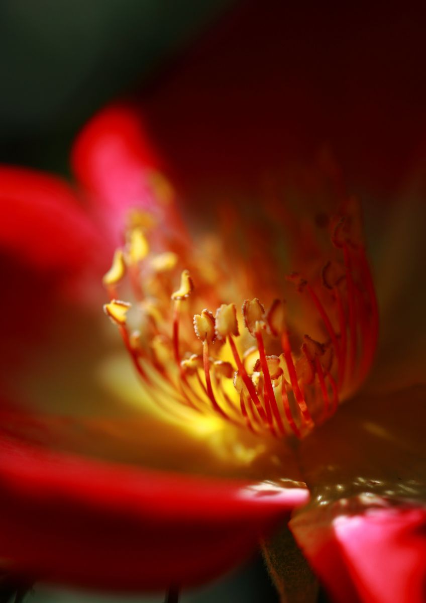 赤い華Ⅱ | GANREF