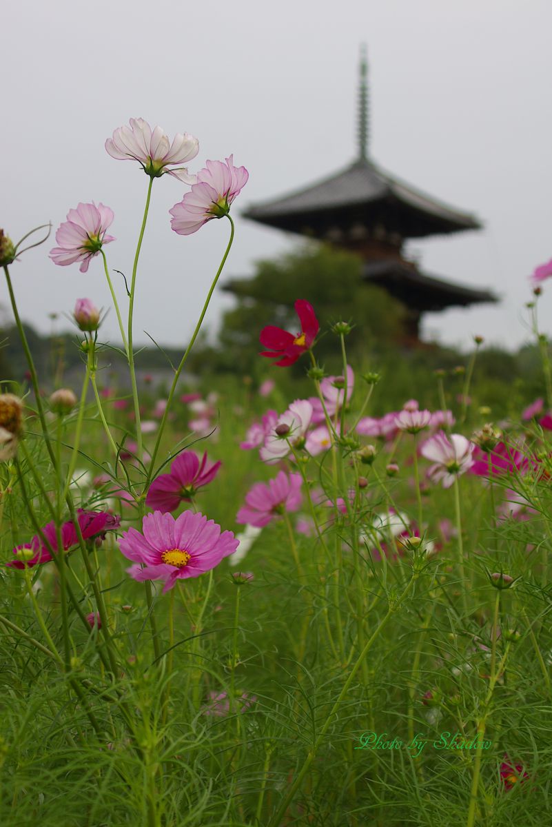 背比べ.jpg | GANREF