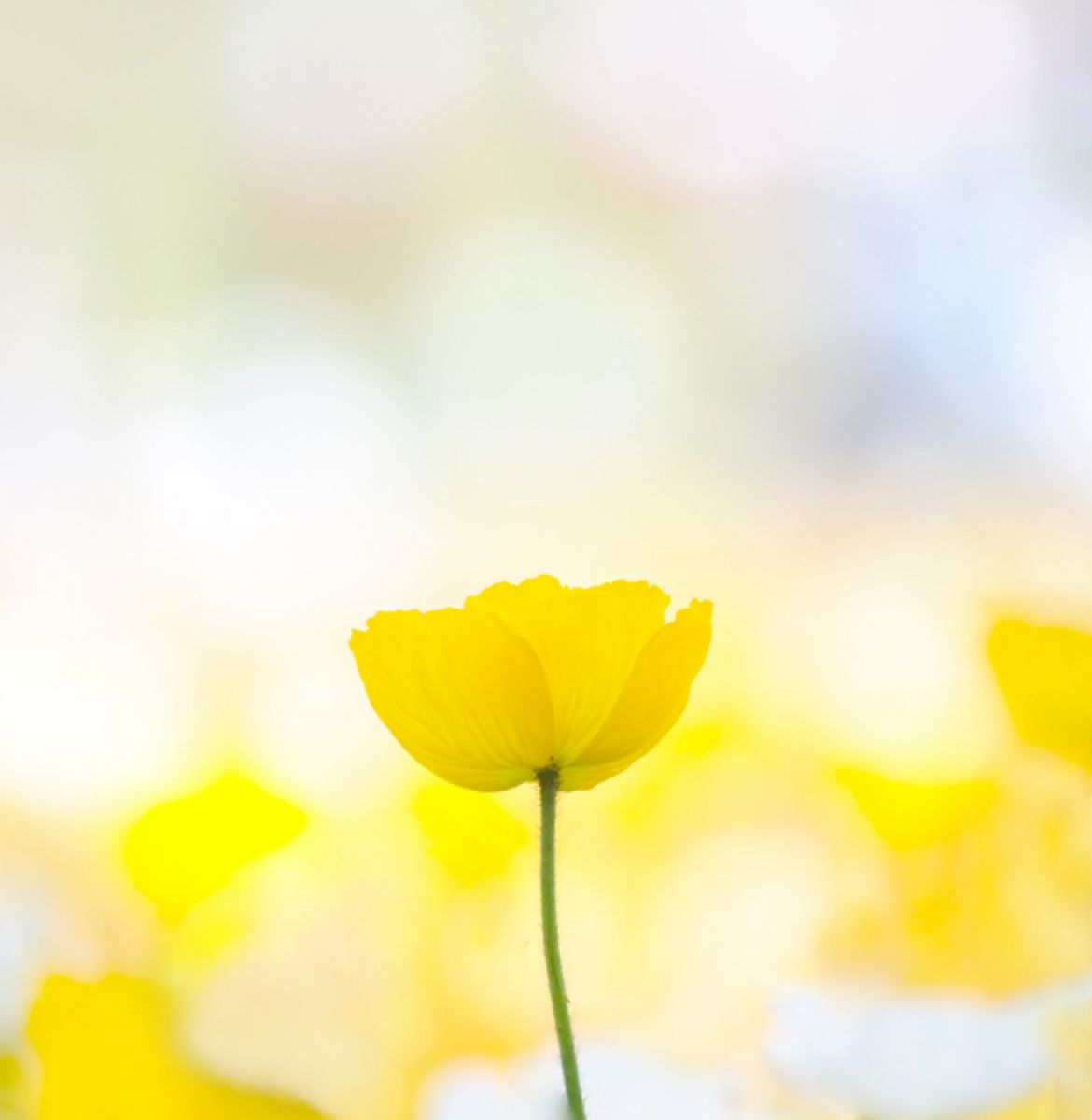 Dream of yellow | GANREF