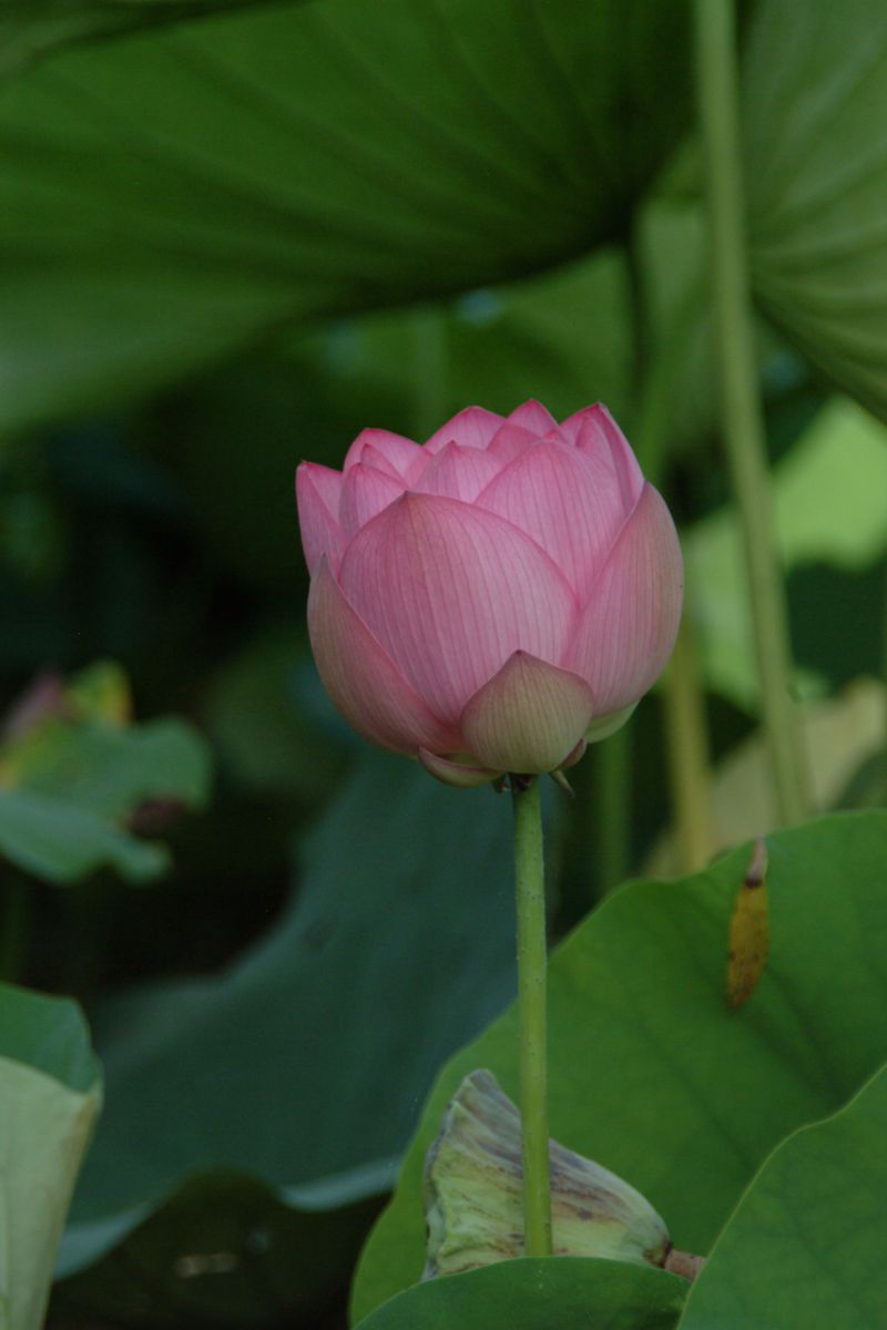 Lotus | GANREF