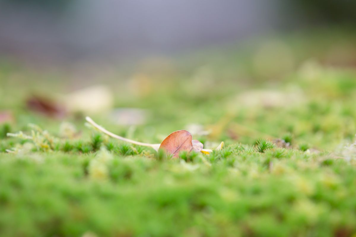 a big world in a small world | GANREF