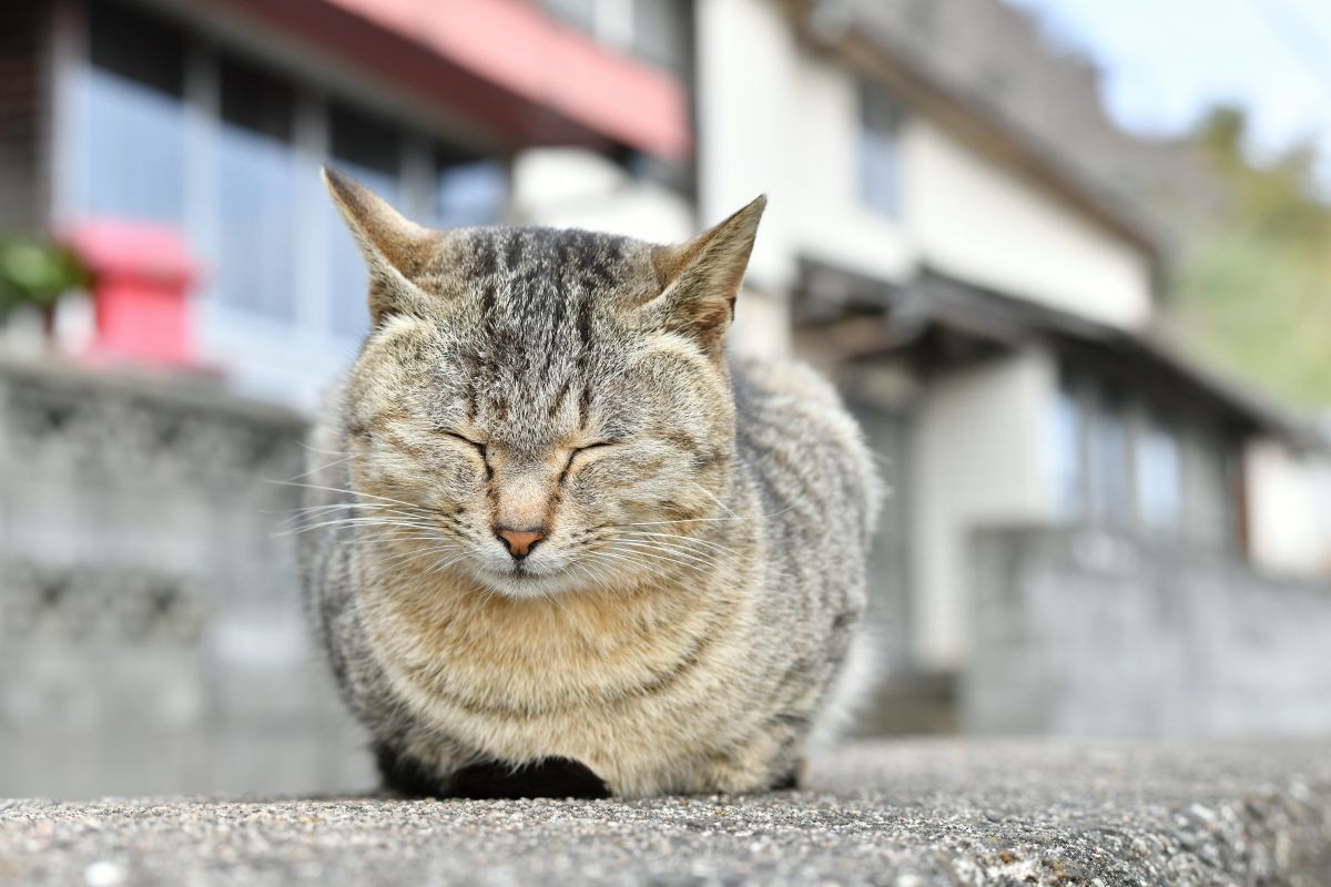 相島猫その17 | GANREF