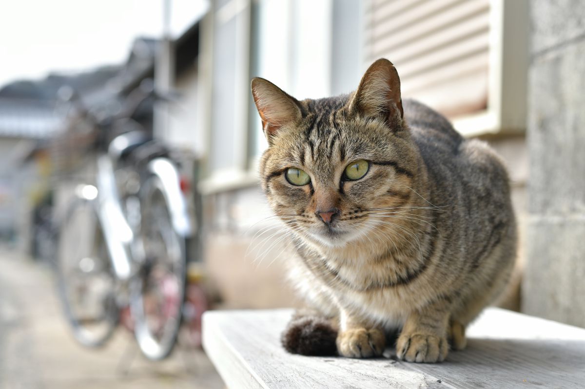 相島猫その19 | GANREF