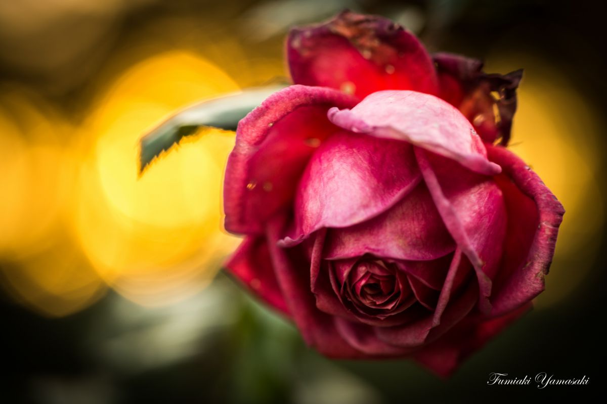 Winter Rose | GANREF