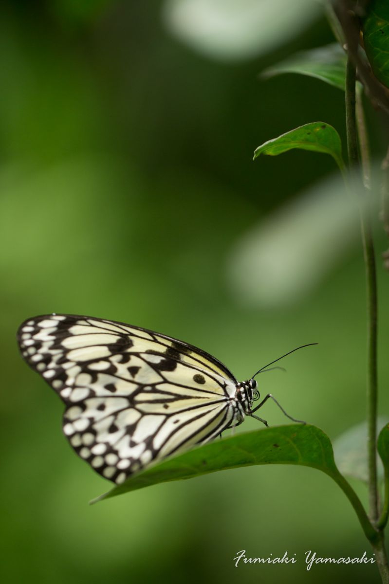 ButterflyⅣ | GANREF