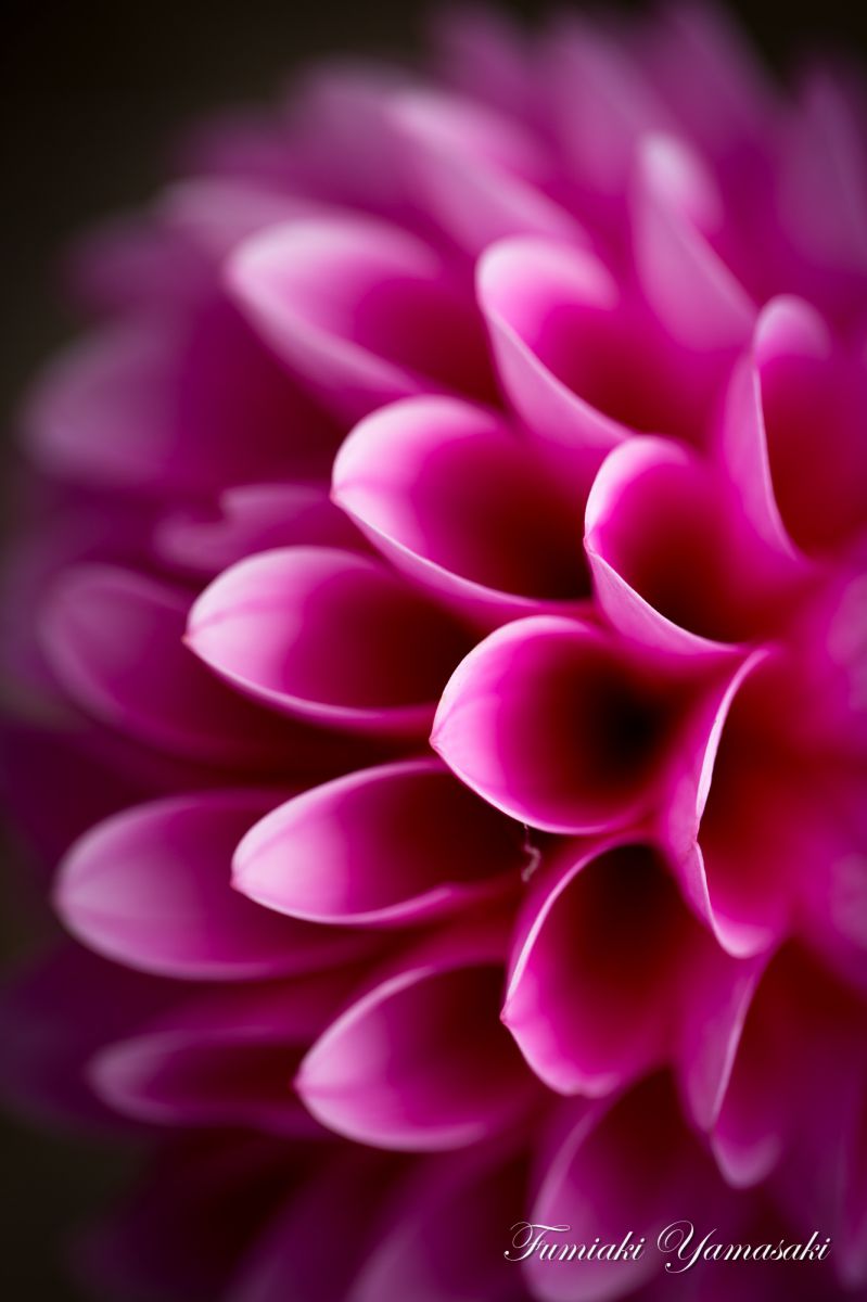 Design petal | GANREF