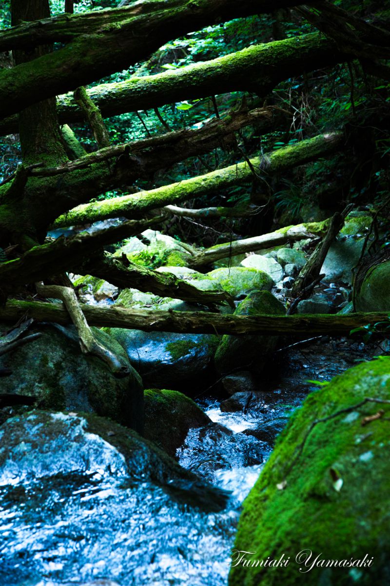 脊振山の沢 | GANREF