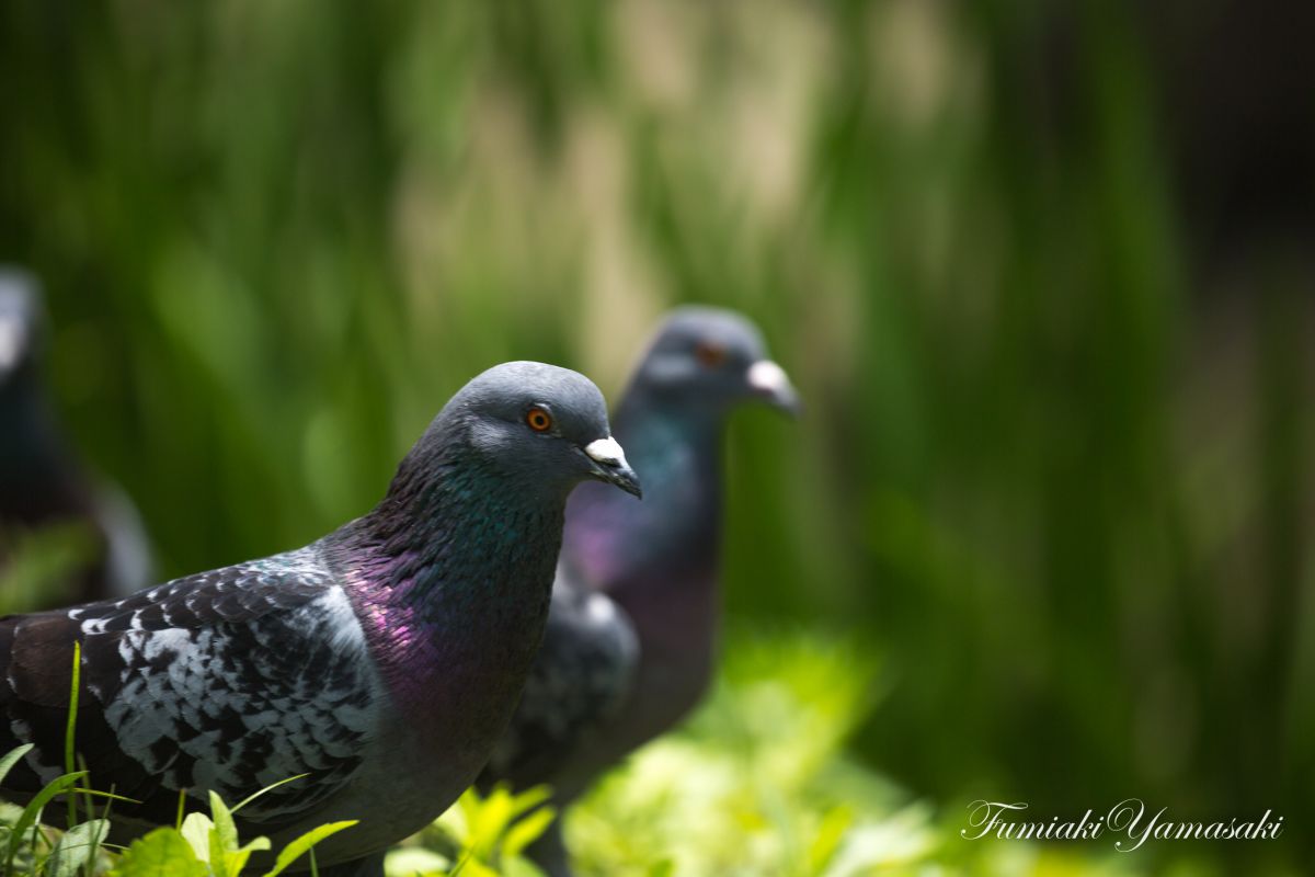 Spring Wind | GANREF