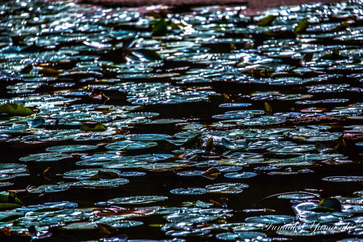 Metallic waterweed | GANREF