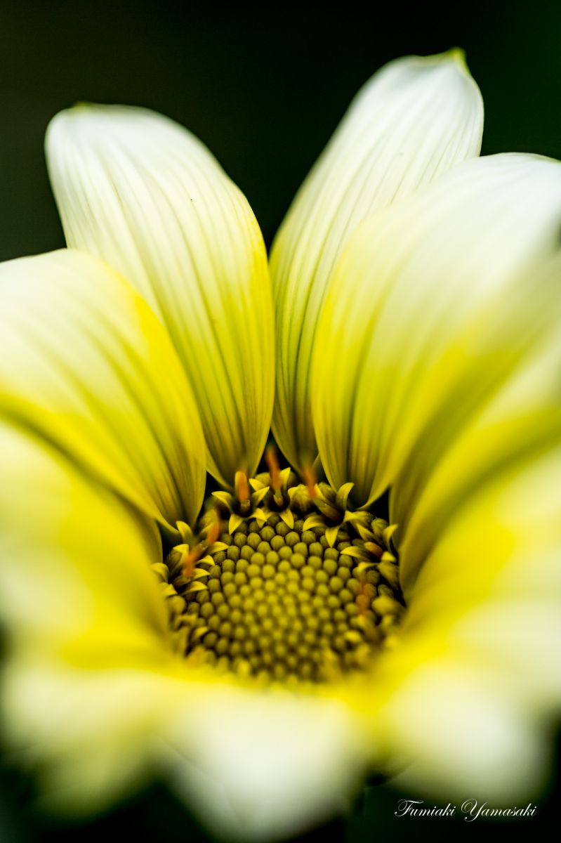 Yellow gradient | GANREF