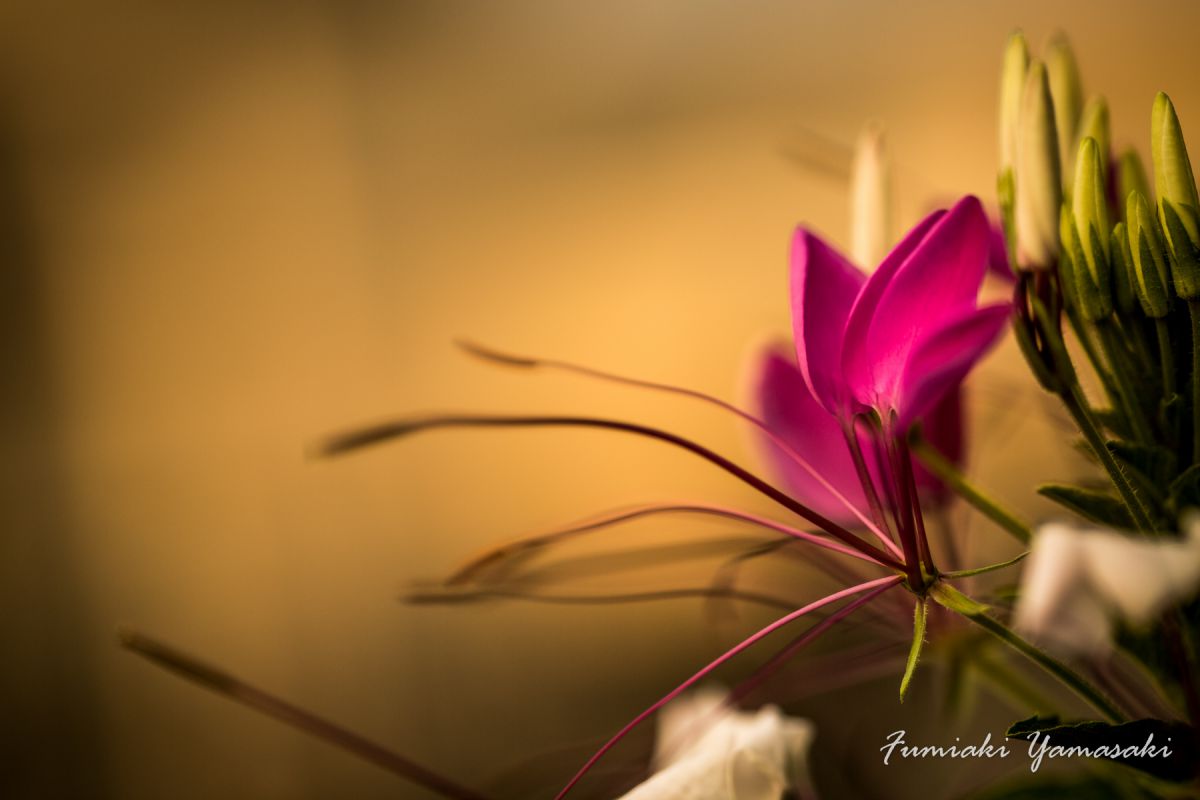 oil paint colore | GANREF