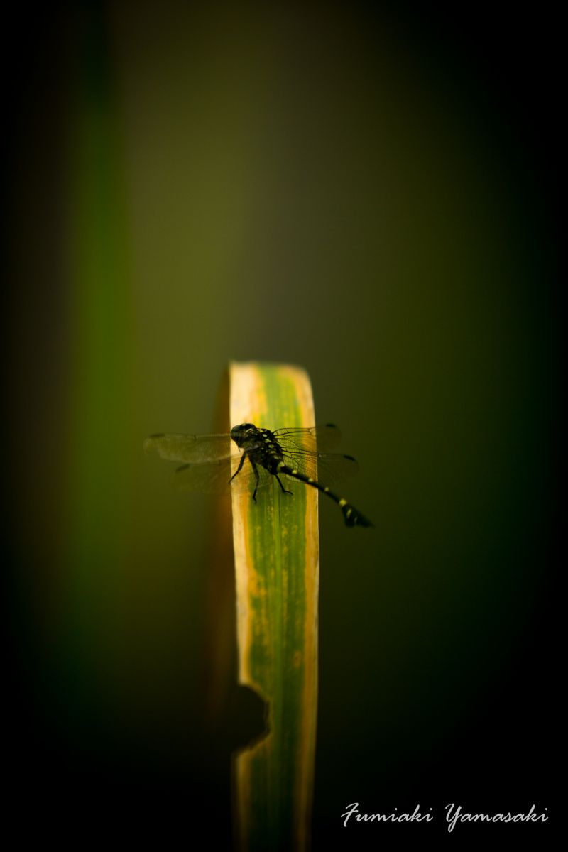 Dragonfly | GANREF