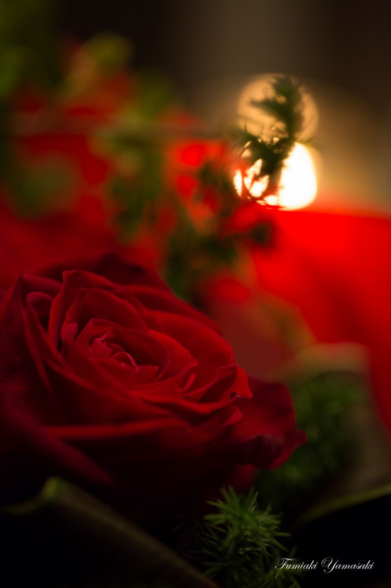 Christmas rose | GANREF