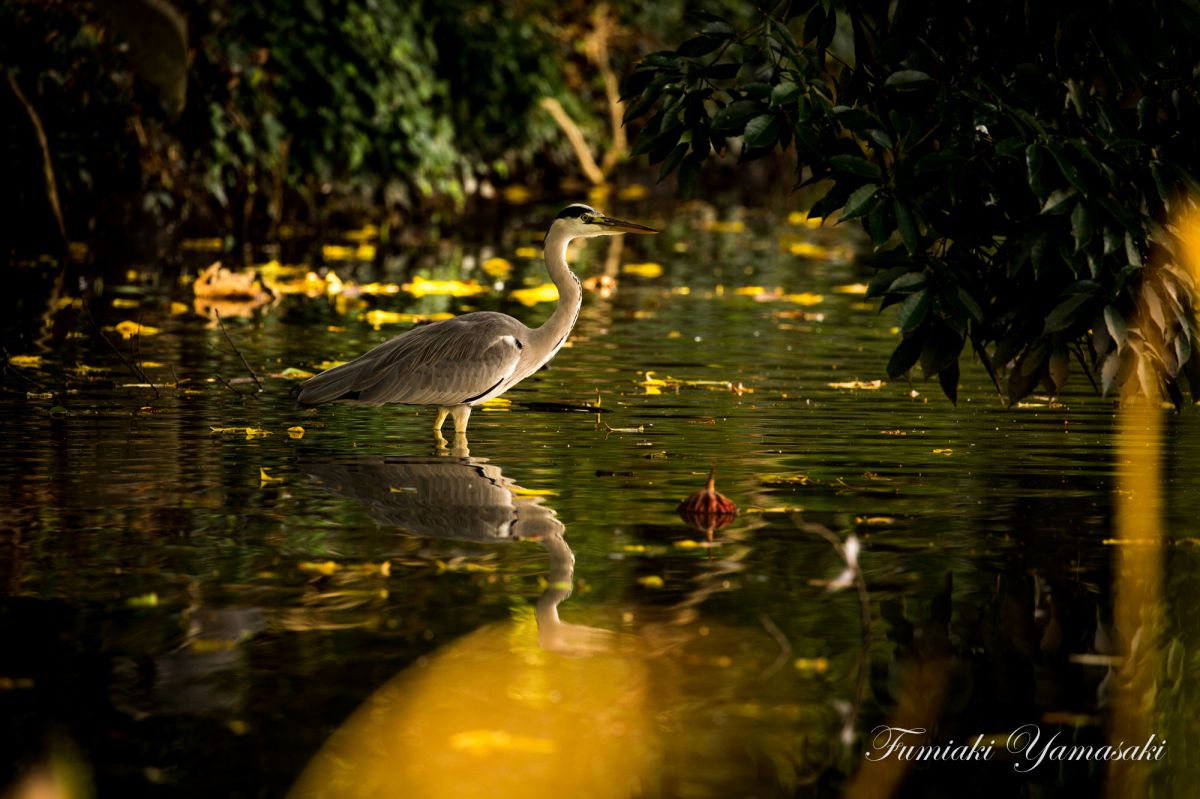 舞鶴の鷺3 | GANREF