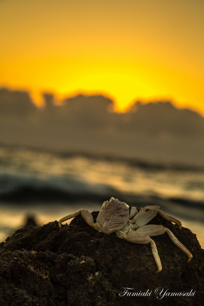 Life and Death | GANREF