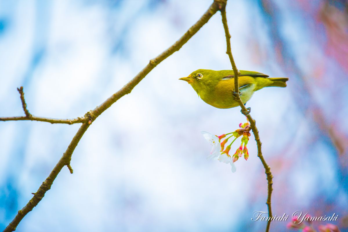 春を連れてきた | GANREF
