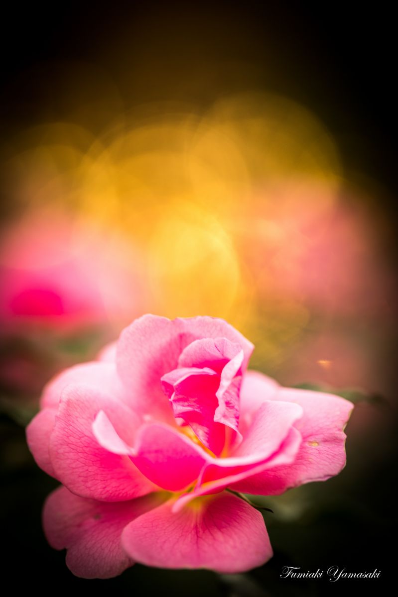 Winter Rose | GANREF