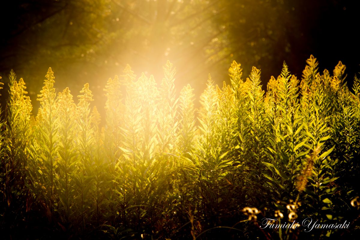 Heavenly light | GANREF