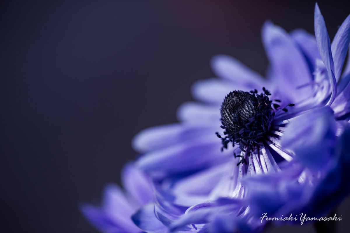 20140323-2G5A8377.jpg | GANREF