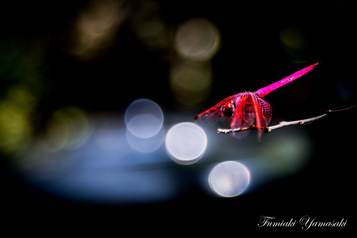 Red Dragon2 | GANREF