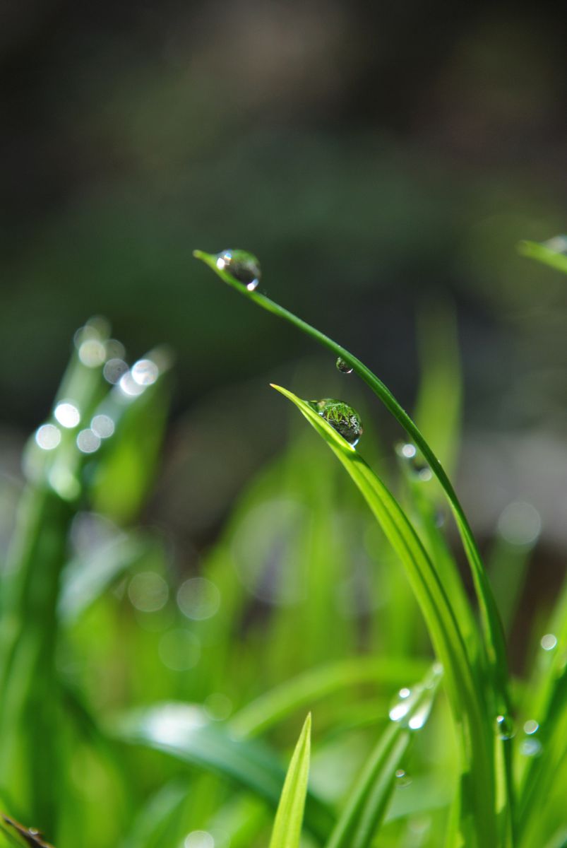 朝露（2） | GANREF