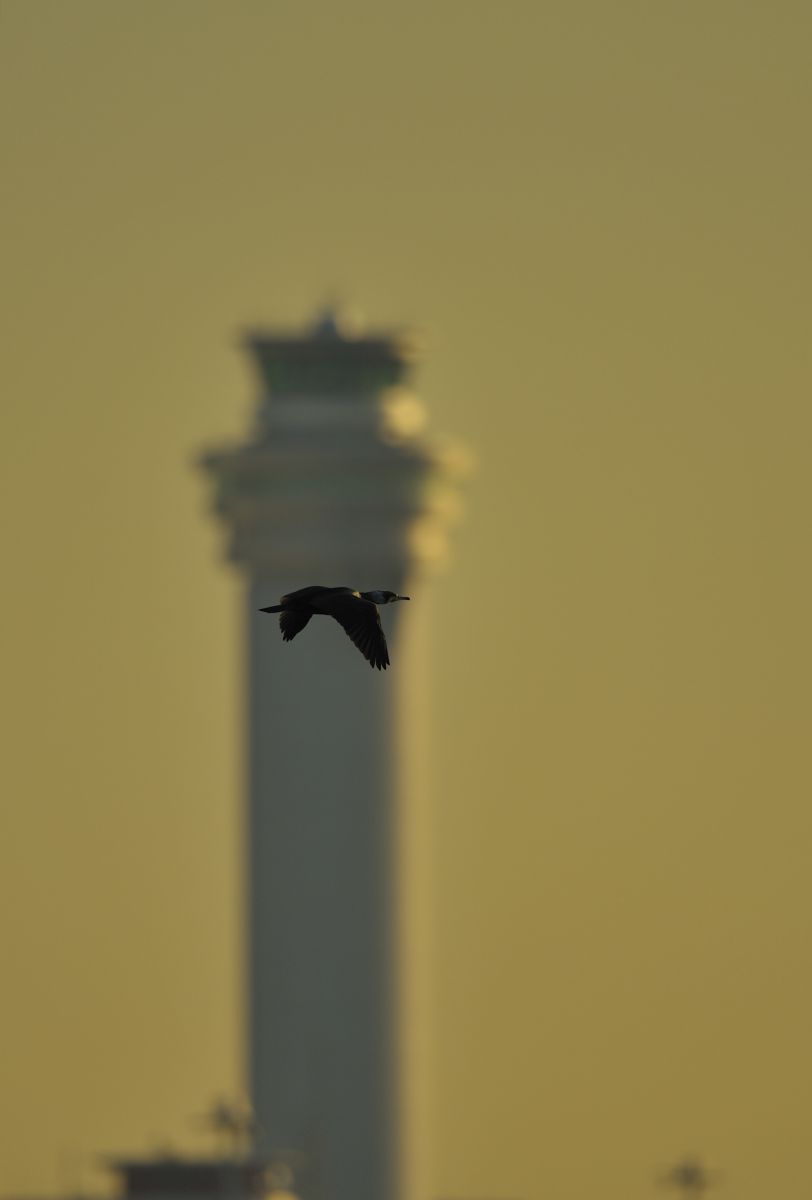 Watching Tower | GANREF