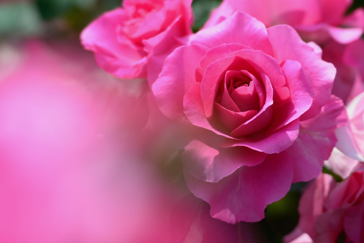 Shocking-Pink | GANREF