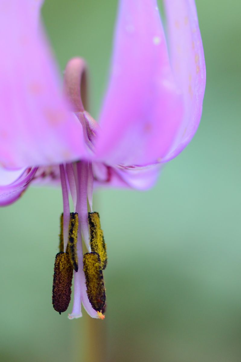 春の妖精 | GANREF