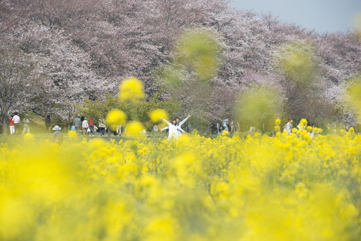 Spring has come | GANREF