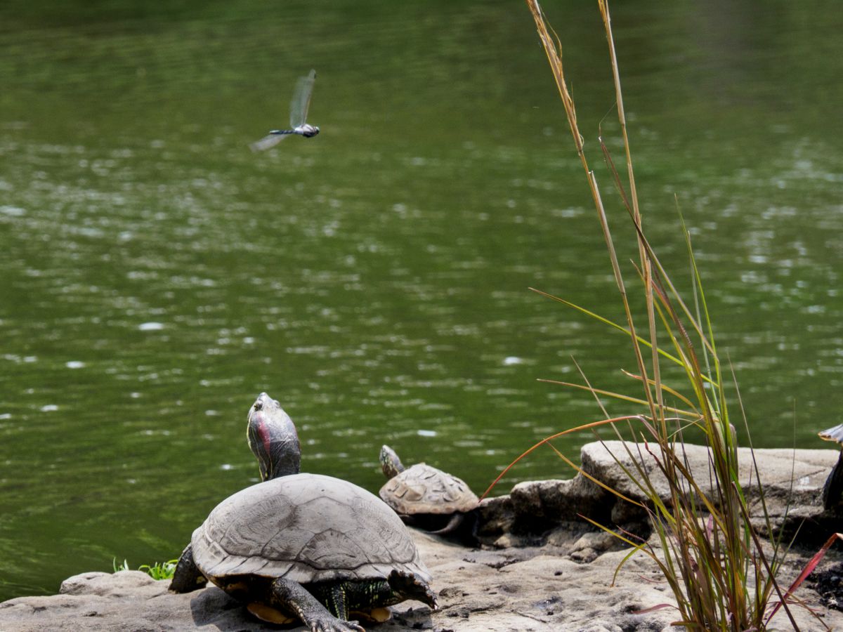 あれな～に？ | GANREF